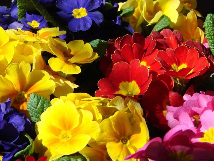Primula - tot ce trebuie să știți despre plantare și îngrijire